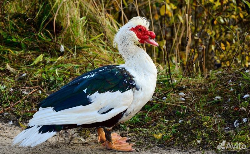 Утки домашние