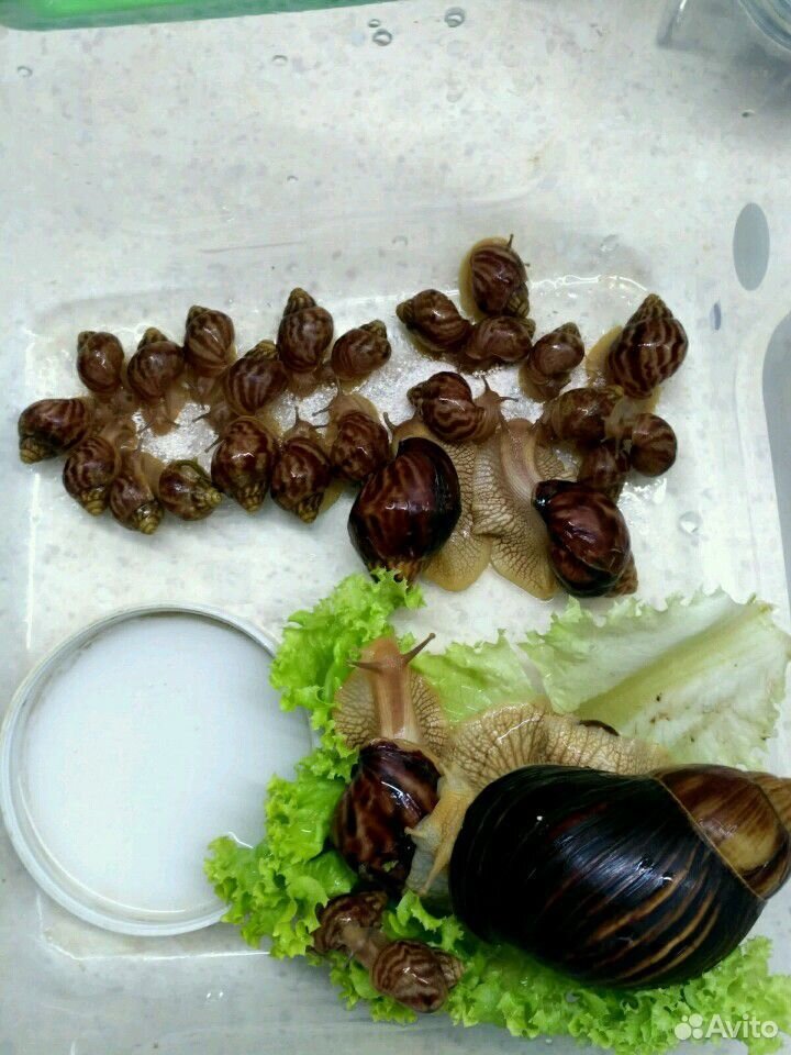 Улитки Ахатины малыши
