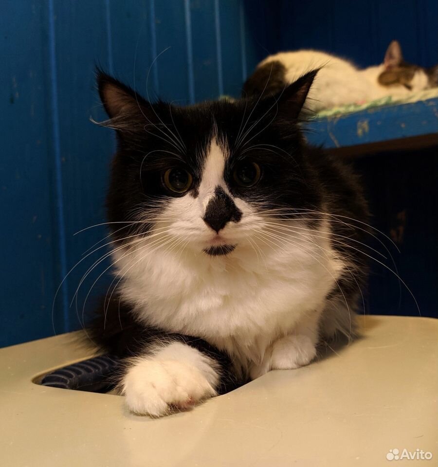 Пятнышко, девочка, 7 мес (из приюта)