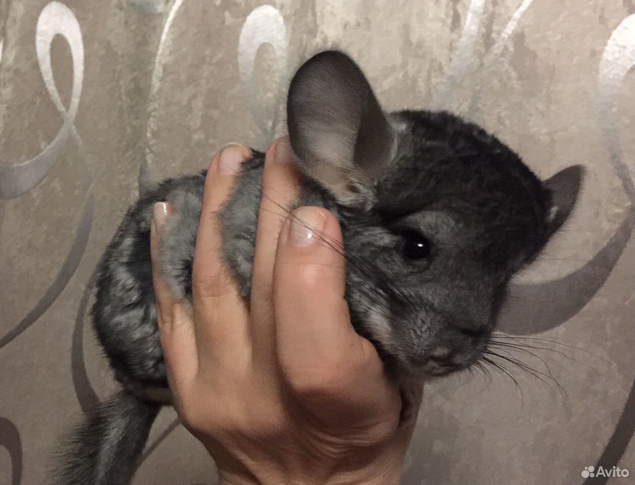 Шиншиллка мальчик 5 месяцев