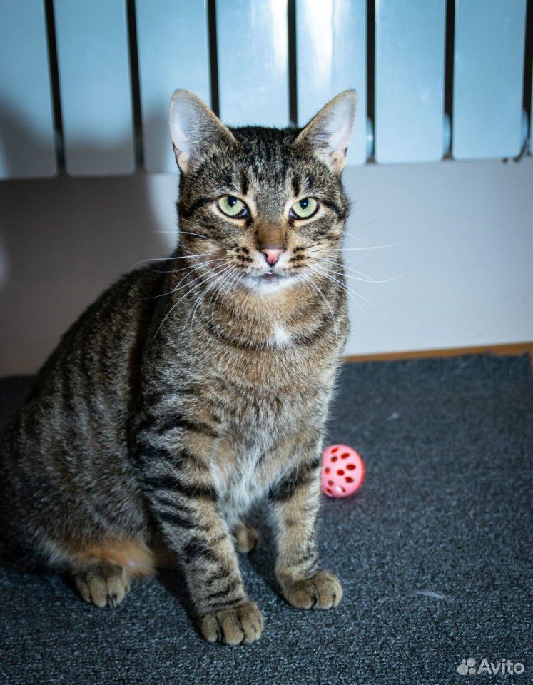 Кошка Тиша 1.5 года