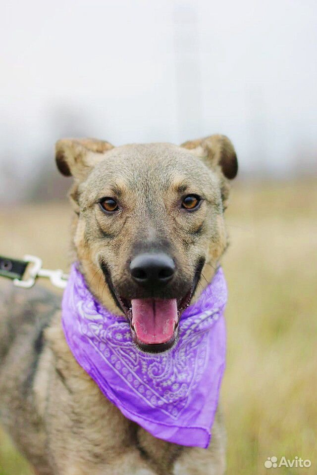 Добрый пёс в дар