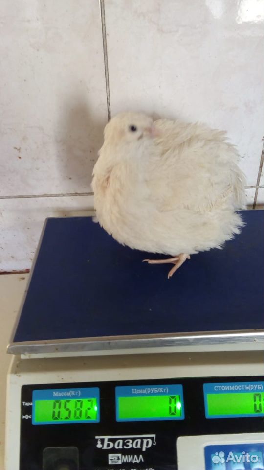 Продам перепелов, яйцо инкубационное, мясо, корм