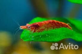 Криветки вишни