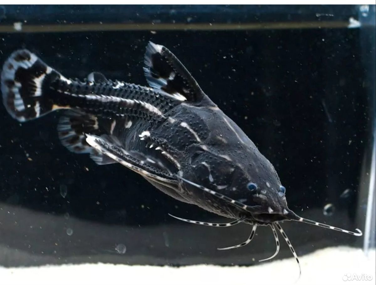 Сом Броняковый, или Дорас Эйгеймана