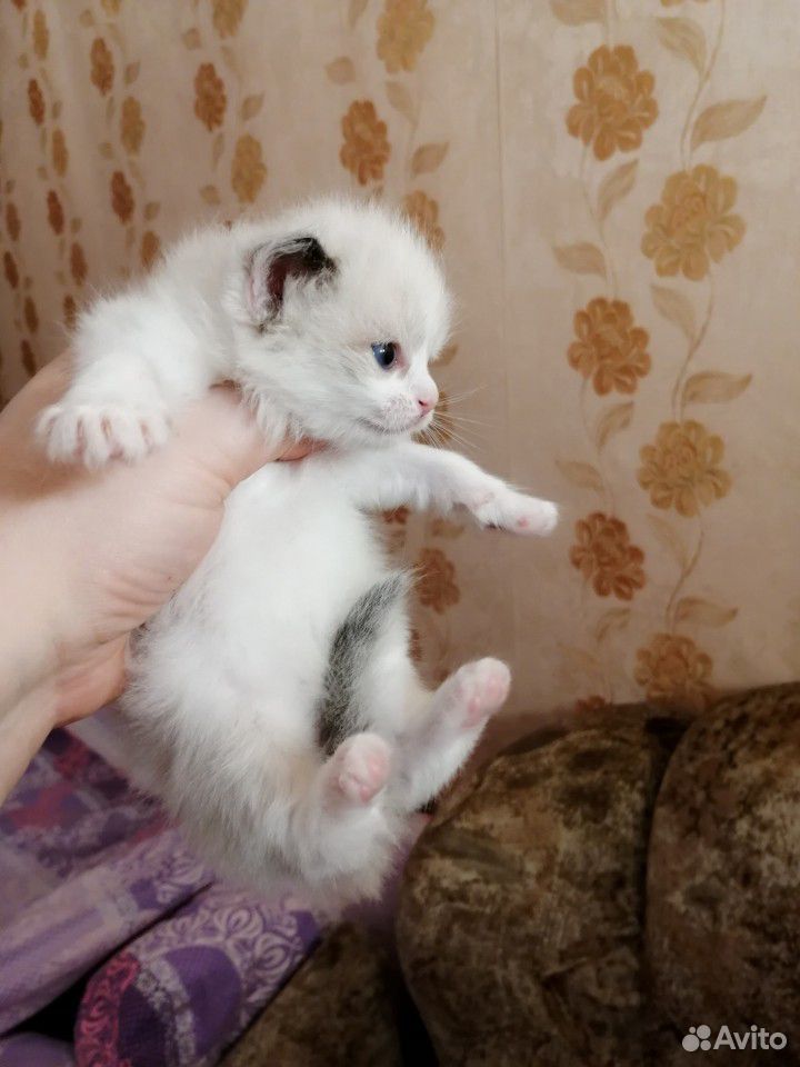 Милашки малыши рэгдоллчики