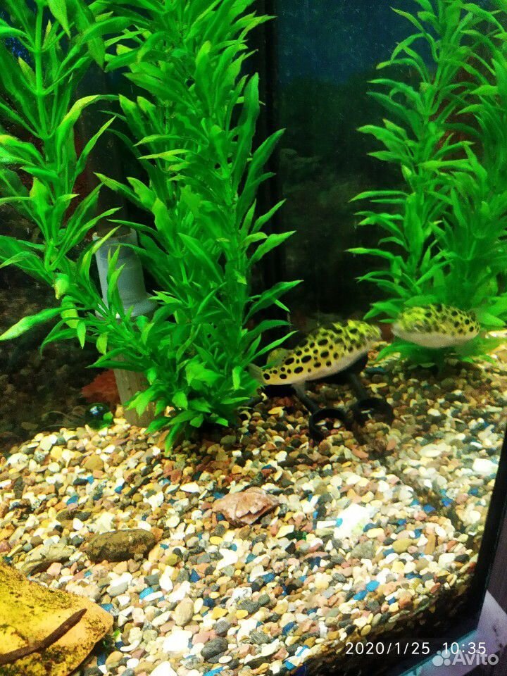 Зелёный тетрадон