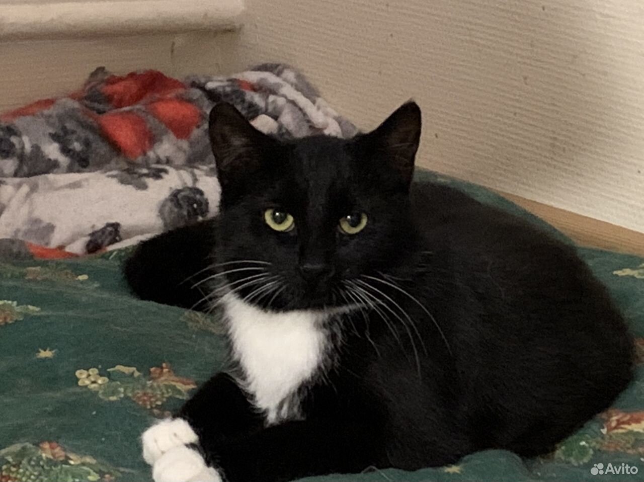 Красавица Маркиза 7 месяцев