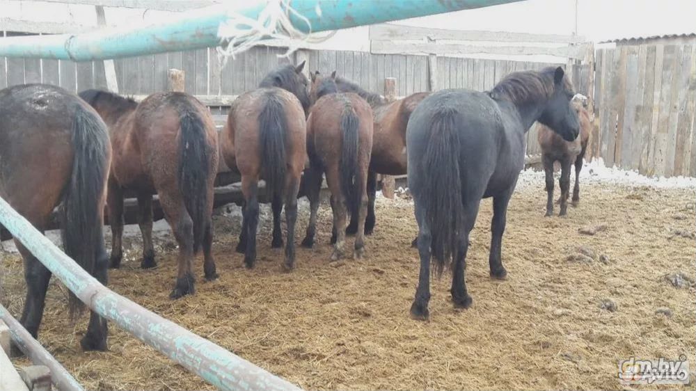 Конина, кони с откорма