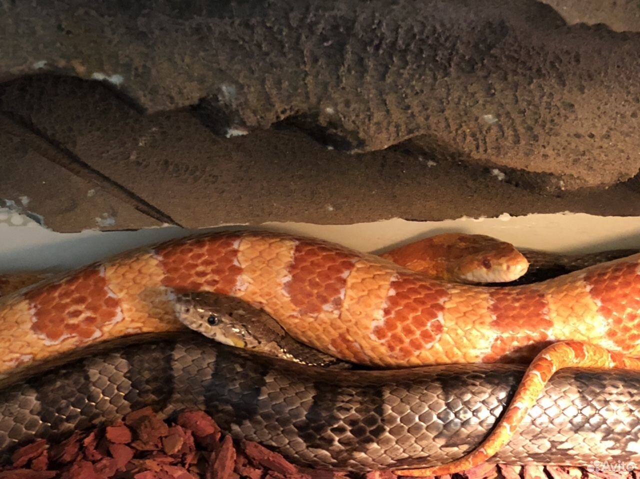 Маисовые полозы + террариум