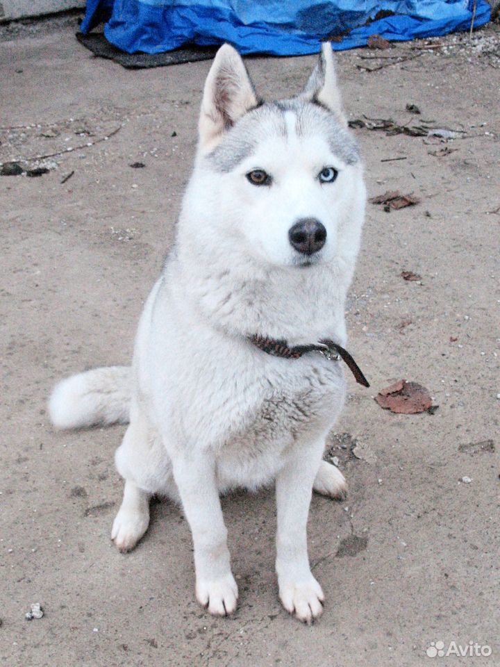 Найдена сучка хаски