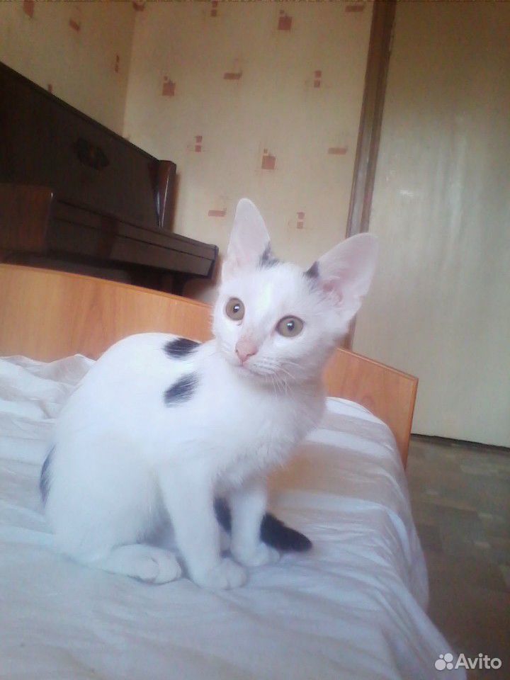 Котенок далматинец