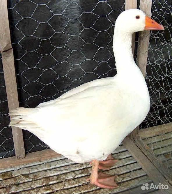 Семья гусей Линда