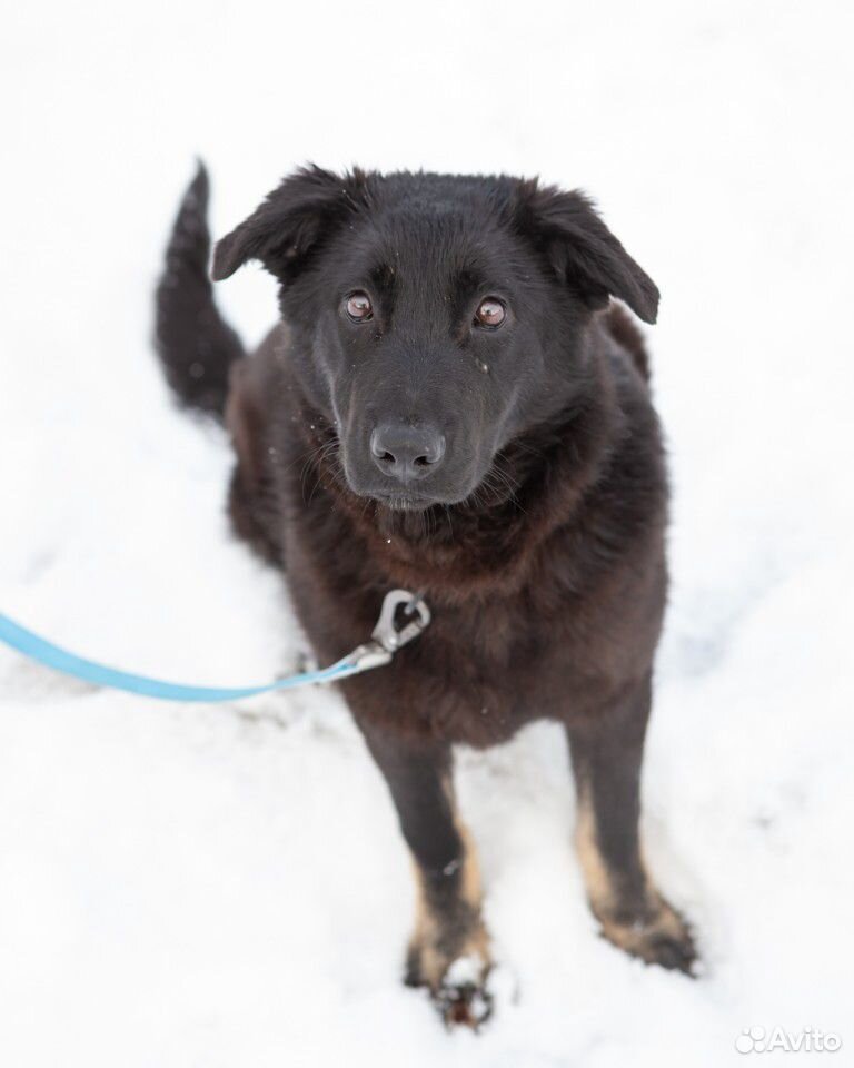 Челси ищет семью