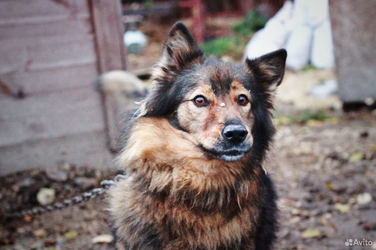 Собака-тайфун