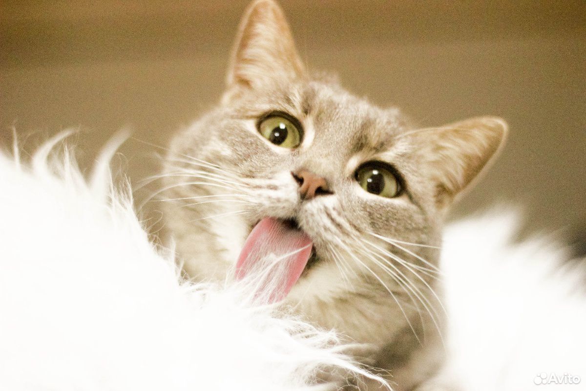 Кошка ищет дом