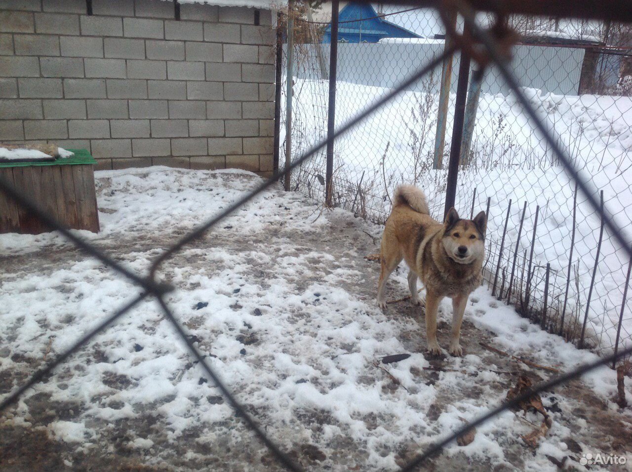 Щенки лайки-полукровки