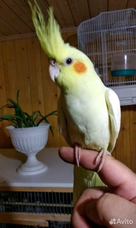 Кореллы волнистые Неразлучники