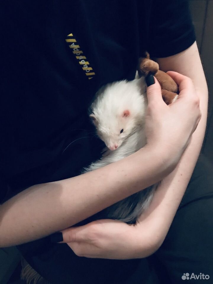 Ангорские хорьки