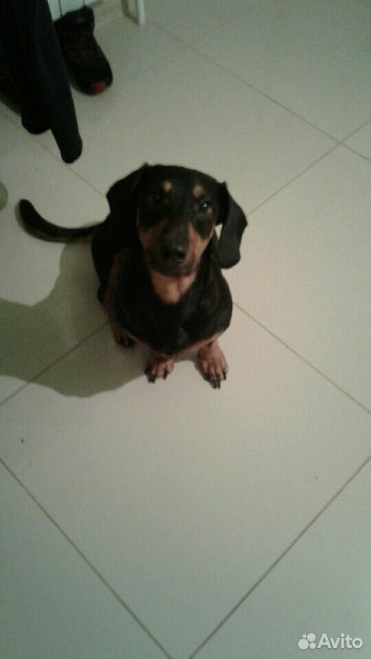 Королевская такса приглашает на случку девочку