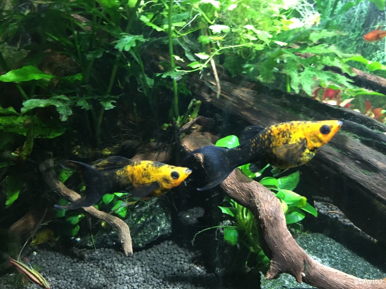 Моллинезия желто-черная