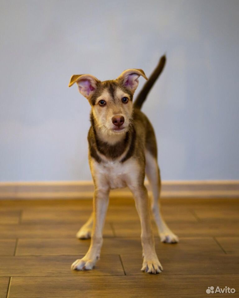 Очень классный щенок ищет дом