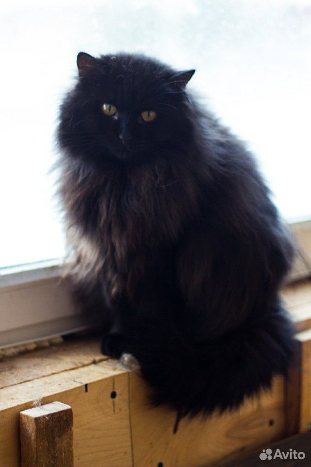 Кошка ищет дом