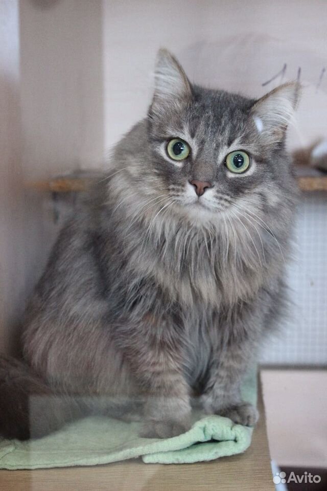 Кот молодой бесплатно