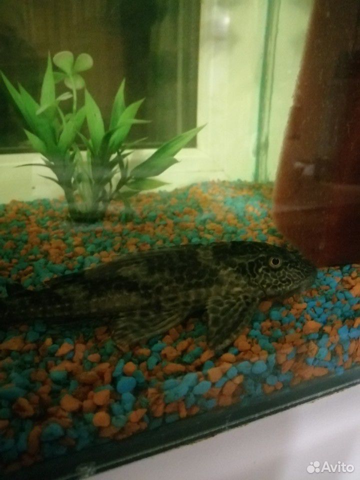 Сом птеригоплихн (порчовый)