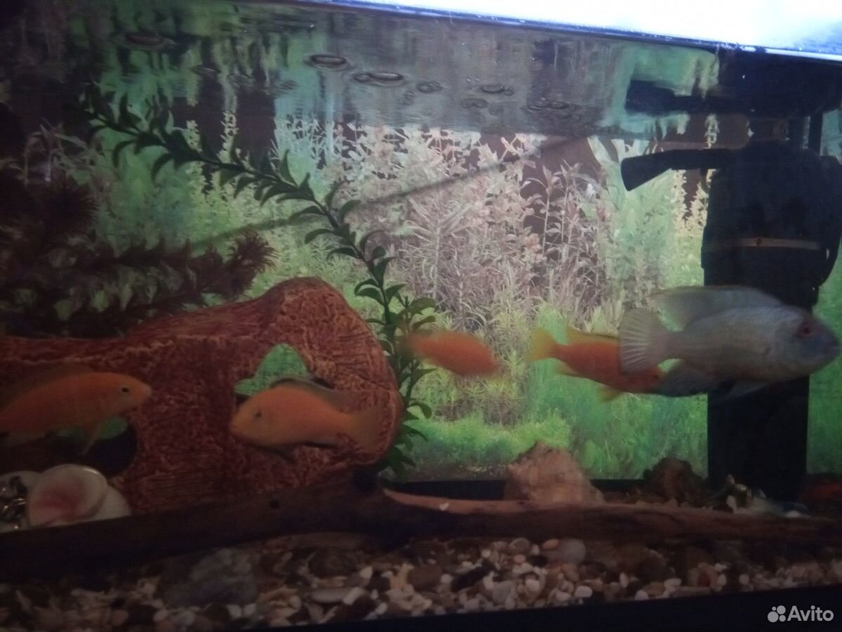 Еллоу 5 шт один нанокара