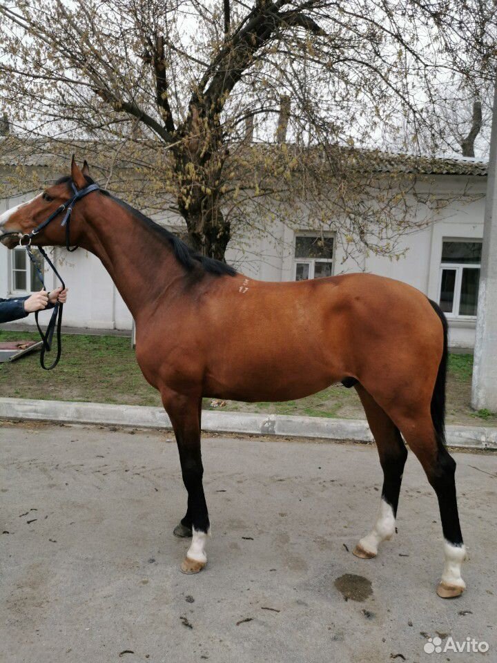 Полукровный жеребец 3х лет