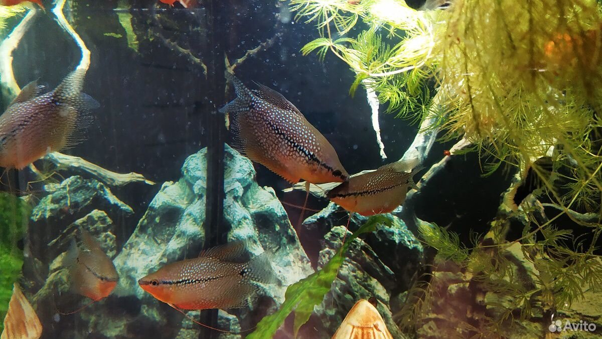 Гурами жемчужный