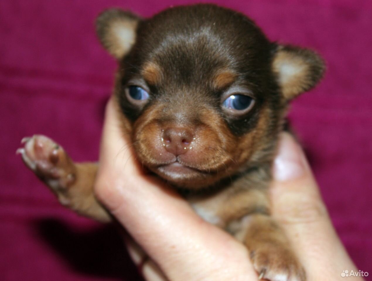 Гладкие шоколадные конфетки