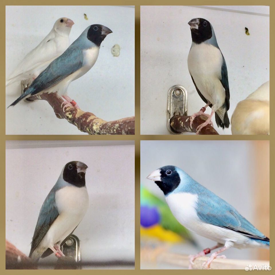 Амадина Гульда (самка)