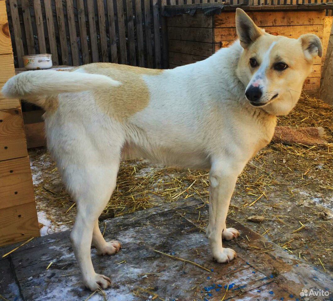 Иза ищет дом