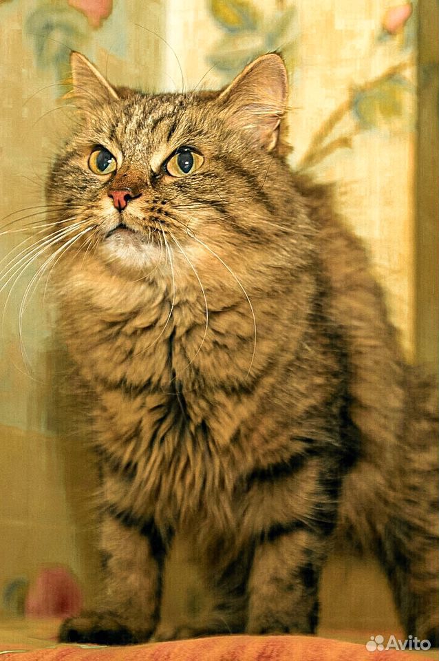 Кошка