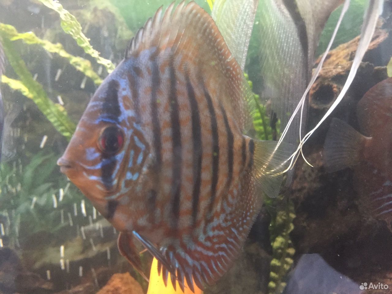 Рыбки Дискусы