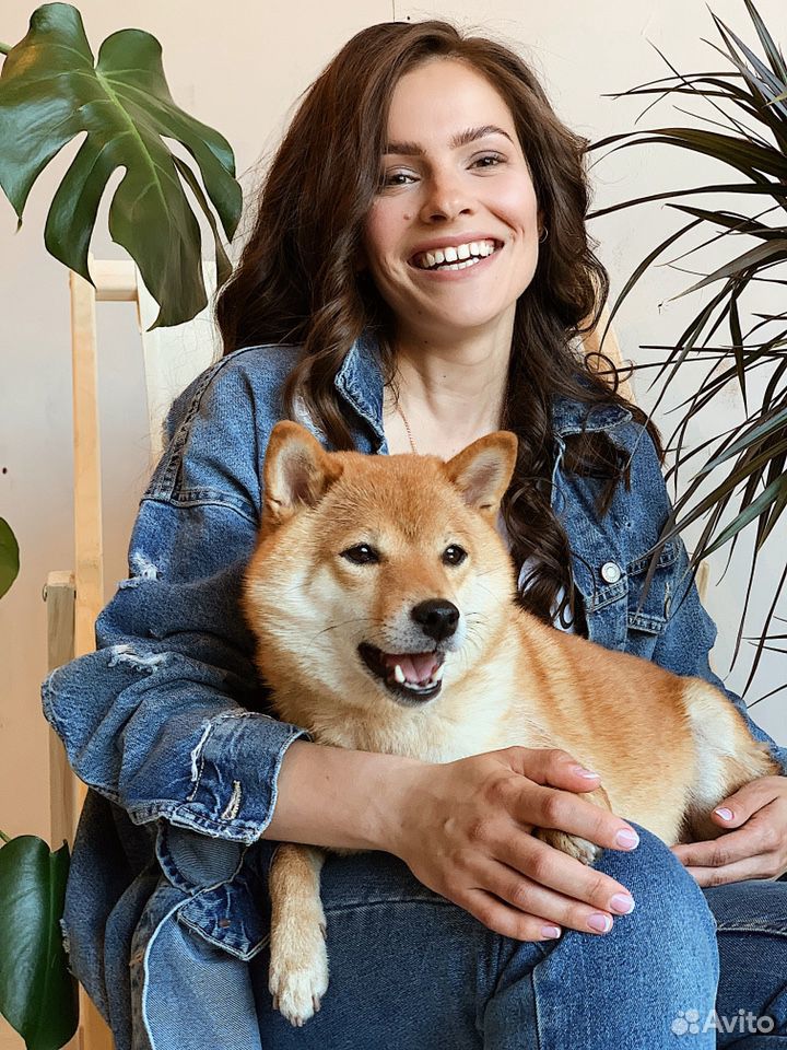 Сиба-ину щенки