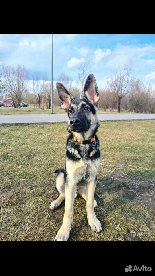 Восточноевропейская овчарка