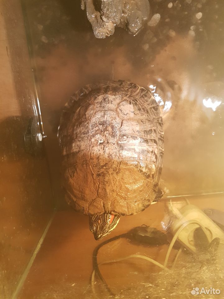 Подарю черепашку