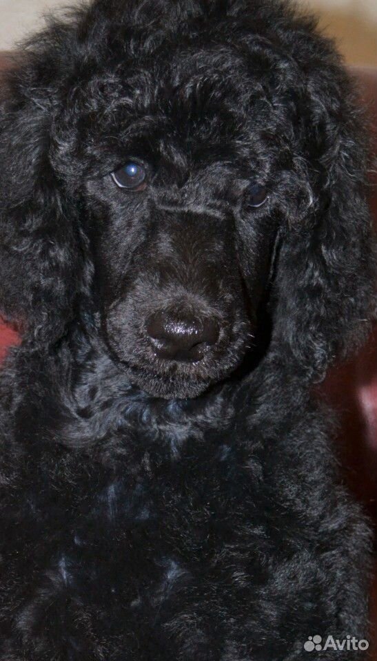 Щенок большого пуделя