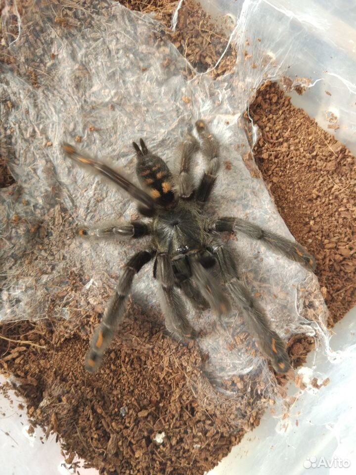Паук птицеед Psalmopoeus irminia L12