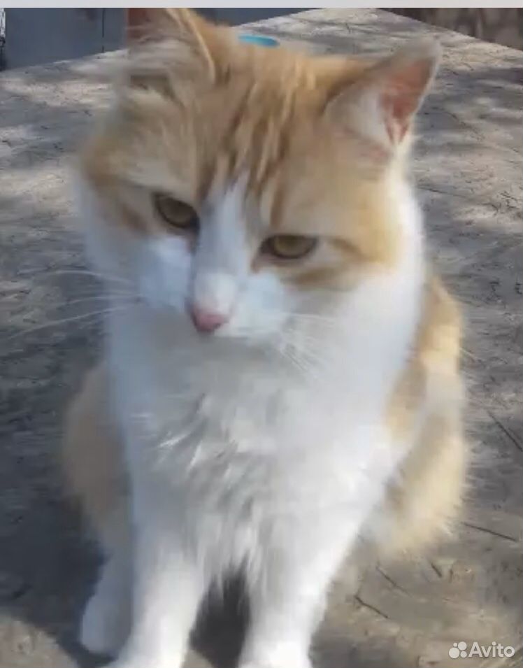 Кошка