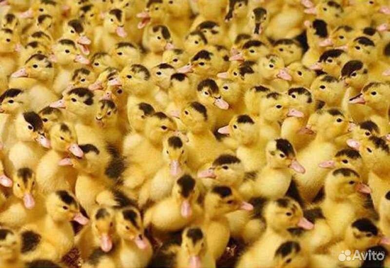 Утята Муларда