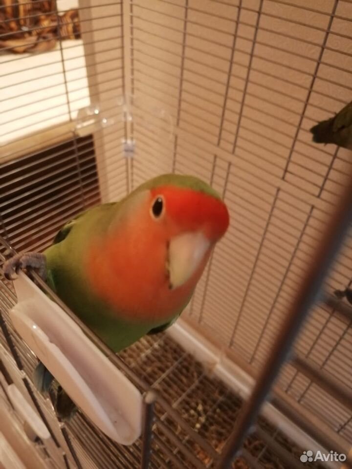 Неразлучники