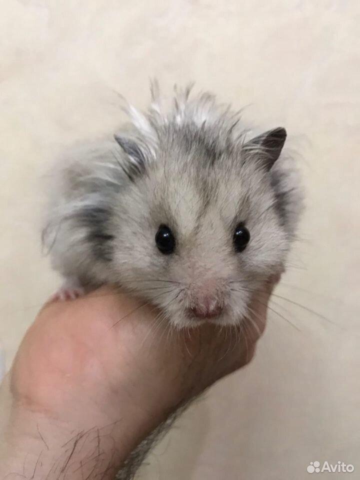 Ангорский хомяк