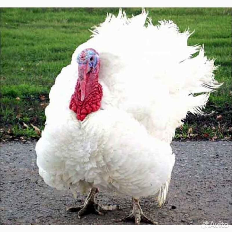 Суточные циплята