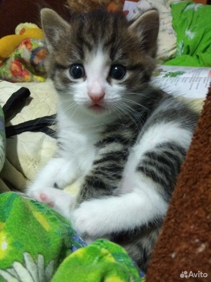 Котомальчик