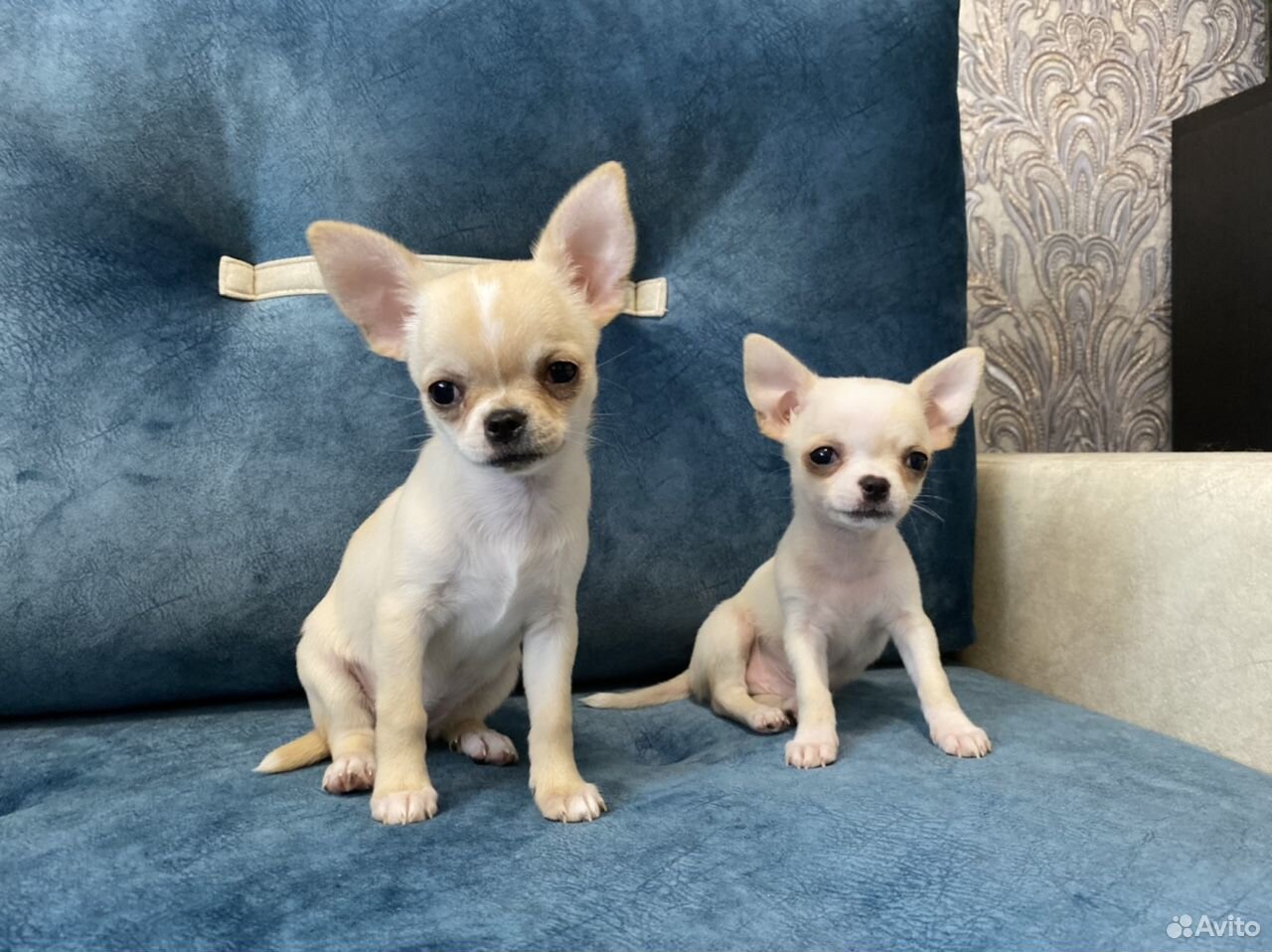 Щенки чихуахуа
