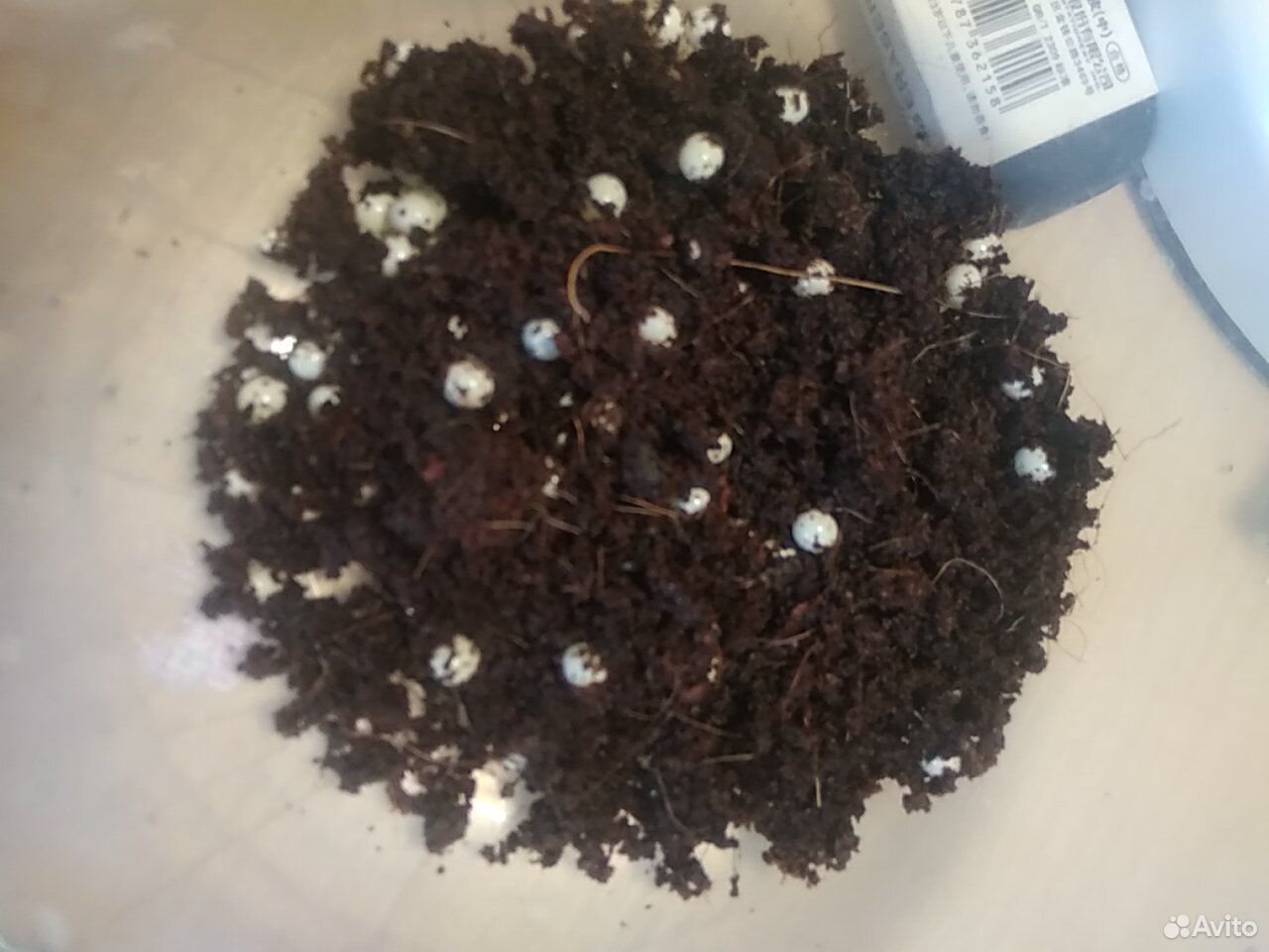 Яйца улиток ахатин с хорошими генами